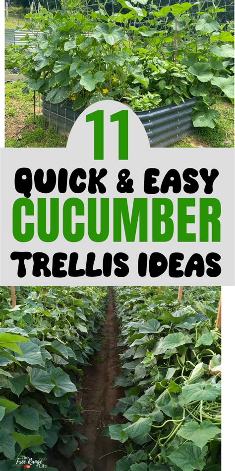 11 Easy Diy Cucumber Trellis Ideas En 2024