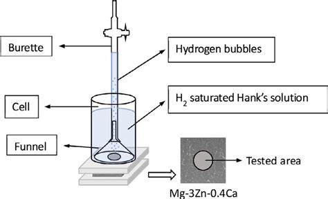 Schematic Assembly For The Hydrogen Evolution Test Download Scientific Diagram