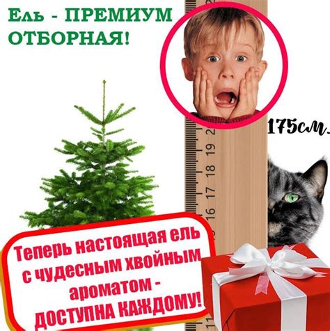 Елка живая, 150-175 см - купить с доставкой по выгодным ценам в ...