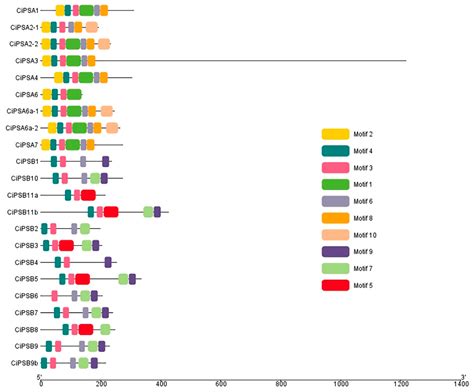 Fishes Free Full Text Genomic Analysis Of The Proteasome Subunit