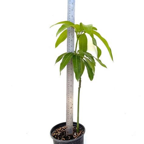 Grafted Mango Mallika Manera Live Fruit Tree 2 3 Tall