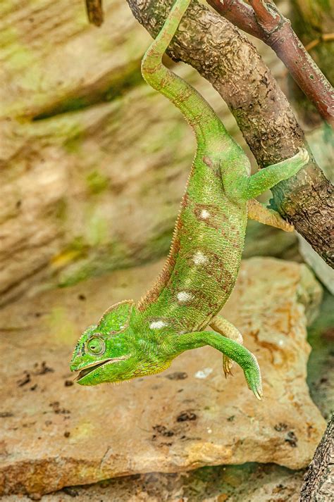 Chameleon Lizard Reptile Free Photo On Pixabay Pixabay