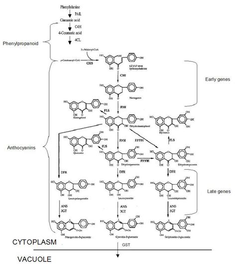 Schema Of Anthocyanins Biosynthesis Download Scientific Diagram