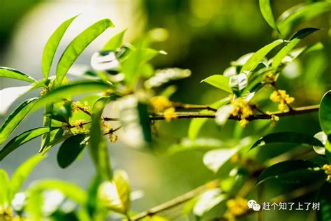桂花的清香 清香桂 桂花 大山谷图库