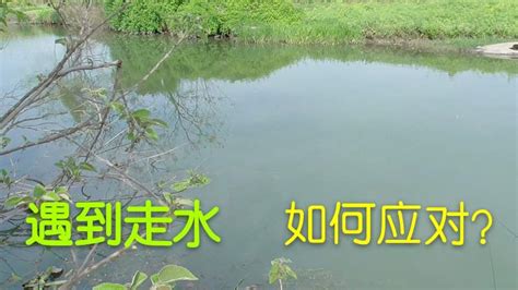 野钓时遇到走水该如何应对？学会这两招，让你轻松解决体育钓鱼好看视频