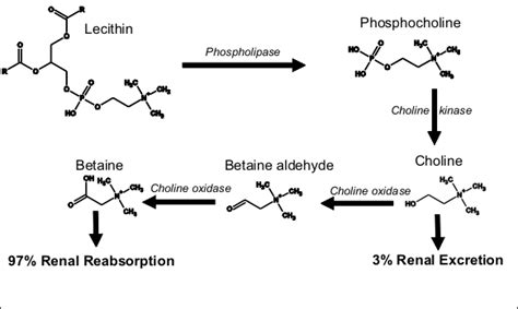 Choline Structure