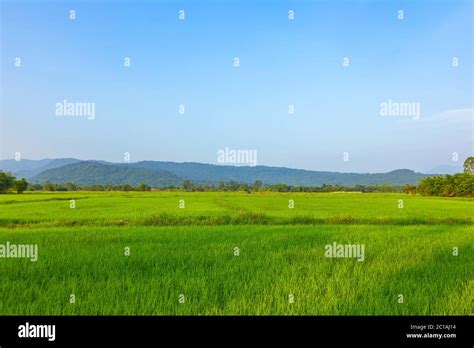 Agriculture Green Rice Field Under Blue Sky And Mountain Back At