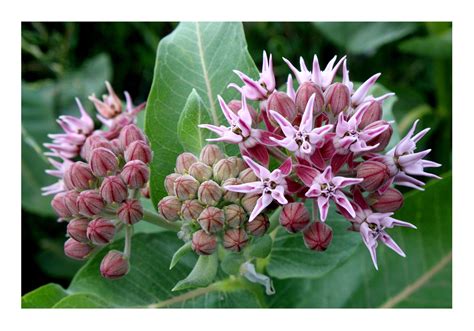 Showy Milkweed Asclepias Speciosa Seeds Etsy