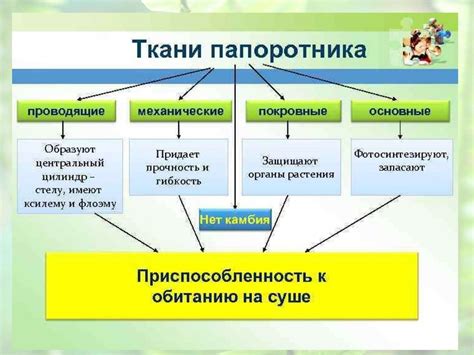 Отдел Папоротниковидные презентация онлайн