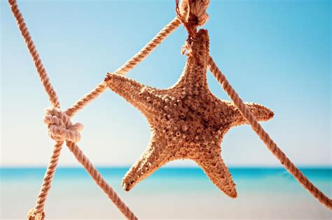 Decoração peixe estrela em um dos cafés em dahab egito Foto Premium