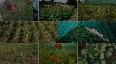 What Are The Benefits Of Organic Farming Rice For Your Health • Bornoi