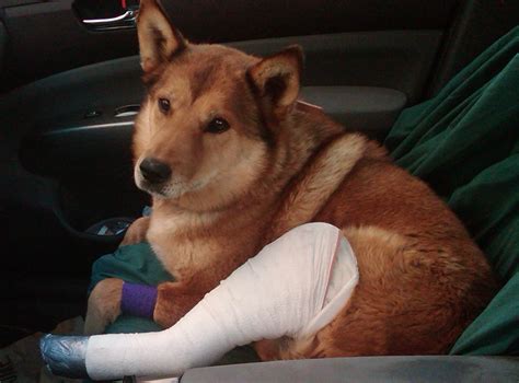 Harmonicminer Samson The Dog Crip Junkie