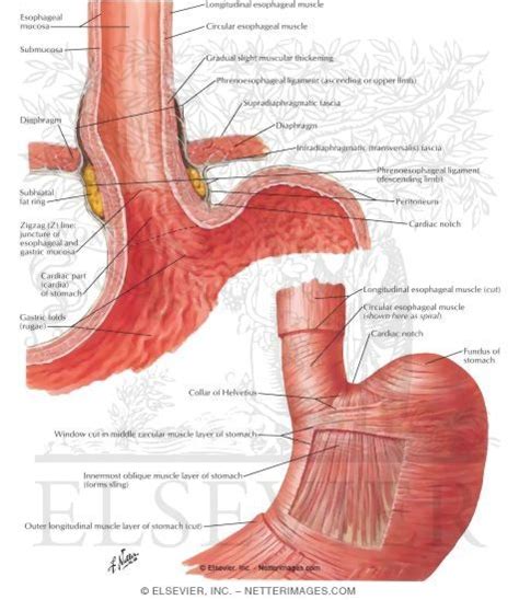 Esophagus Stomach Junction Histology Labeled