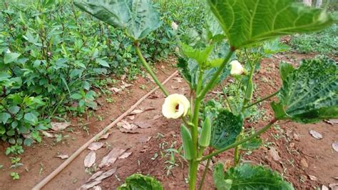 မန့်ဟီးရိုးမြို့တွင် ရုံးပတီသီးကို မိသားစုစားသောက်ရန်အပြင် လက်လီလက်ကားရောင်းချရန်အထိ တိုးခ