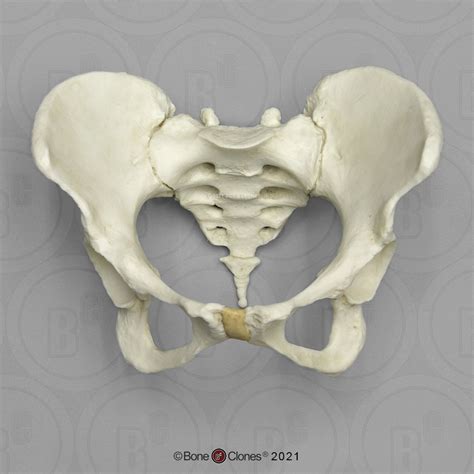 Human Female Pelvis Assembly Bone Clones Osteological Reproductions
