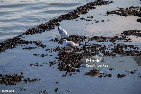 바다로 해 안에 서 있는 갈매기 갈매기에 대한 스톡 사진 및 기타 이미지 갈매기 깃털 날기 Istock