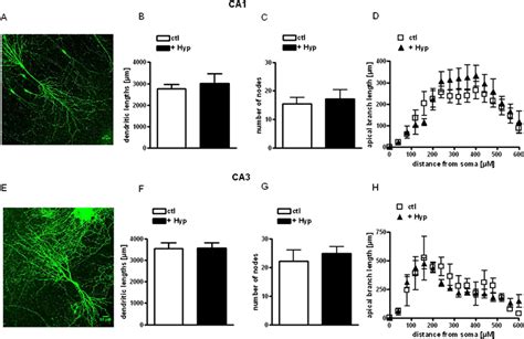 Hyperforin Modulates Dendritic Spine Morphology In Hippocampal Pyramidal Neurons By Activating