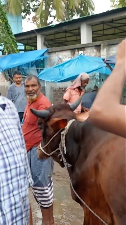 ১ লক্ষ ২২ হাজার টাকার গরু কোরবানির পশুর হাট ২০২৩ Youtube