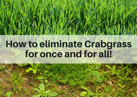 Roundup Crabgrass Killer For Lawns Quackgrass Vs Crabgrass The