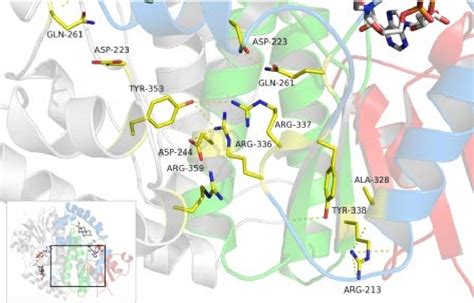 Figure 8 From In Silico Structure Function Analysis Of Pathological
