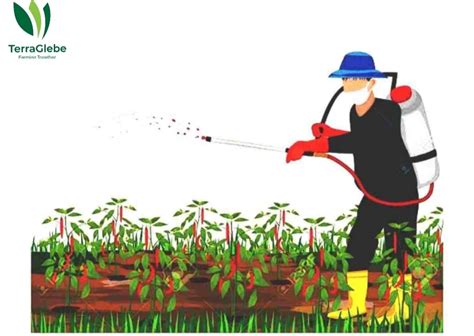 Vaibhav Bhawsar On Linkedin Revolutionize Red Chilli Farming With Ipm