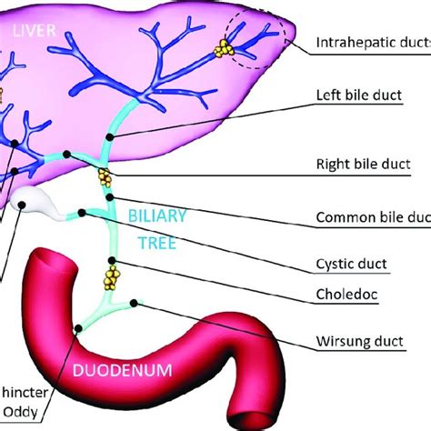 Anatomical Representation Of The Biliary Tree Its Environment Liver