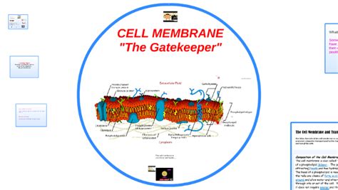Cell Membrane The Gatekeeper By Yvonne Plummer On Prezi