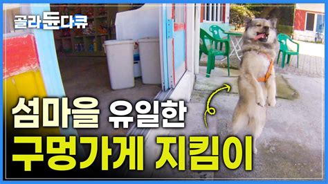 섬을 용맹하게 지키는 구멍가게 대형견 그러나 소세지 하나면 무장해제♡ 배 타고 바다 드라이브하는 강아지 여기있개