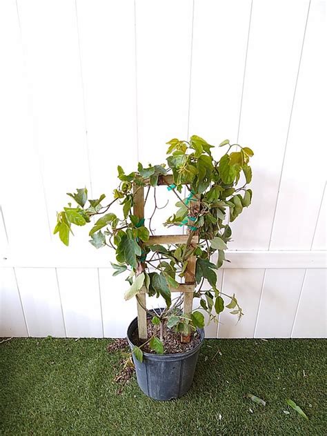 Red Passion Flower Vine Passiflora Coccinea Plantvine