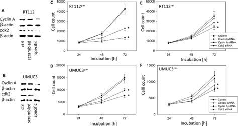 Functional Blocking With Sirna Targeting Cdk2 And Cyclin A Of Rt112
