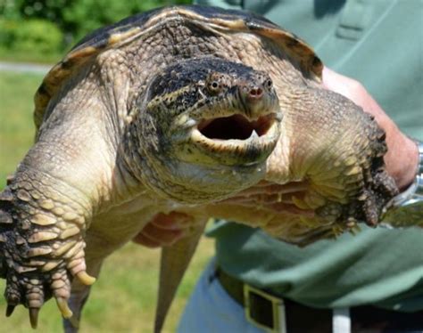 Common Snapping Turtle Grown On For Sale In Birmingham West Midlands