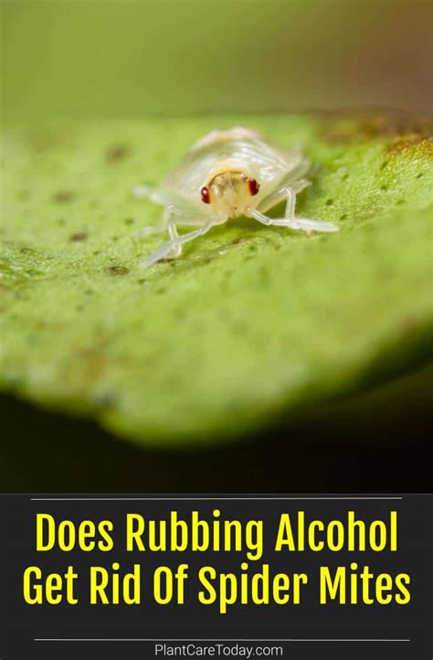 Does Rubbing Alcohol Kill Spider Mites
