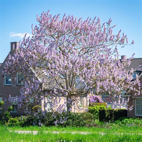 Paulownia Tomentosa Vitroflowers