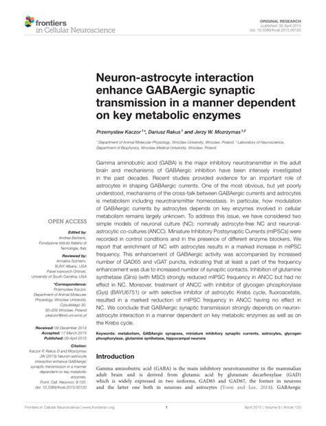 Pdf Neuron Astrocyte Interaction Enhance Gabaergic Synaptic