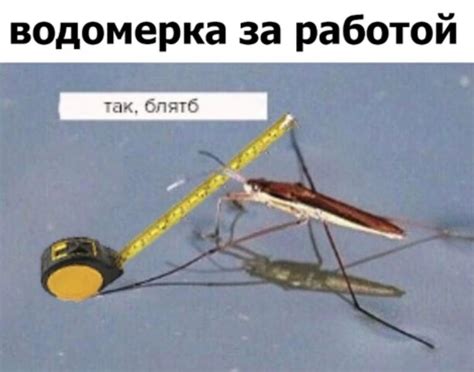 Рисунок водомерка - 68 фото