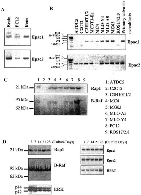 Figure 1 From New Signaling Pathway For Parathyroid Hormone And Cyclic