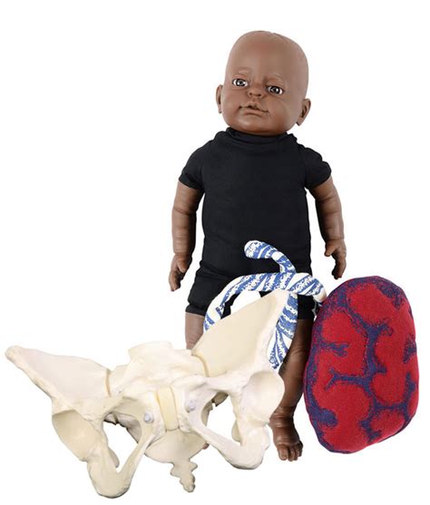 Doll With Placenta And Flexible Pelvis Birth International