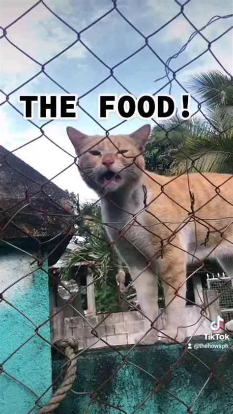 The Loud And Grumpy Vs The Shy And Patient R Catswhoyell