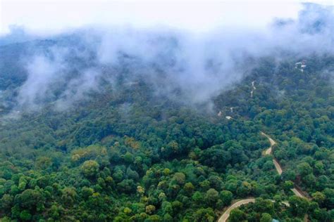 28张美图，带你走进大益茶源高山云雾生态秘境茶树内容茶山