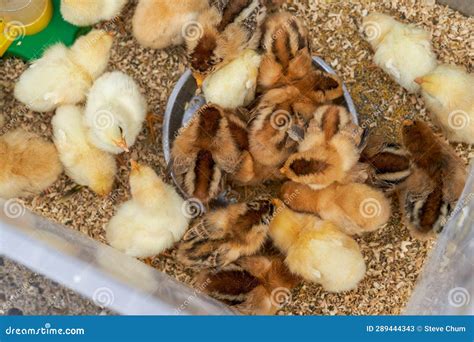 Newly Hatched Flock Of Chicks Close Up Stock Image Image Of Chicken Broken 289444343
