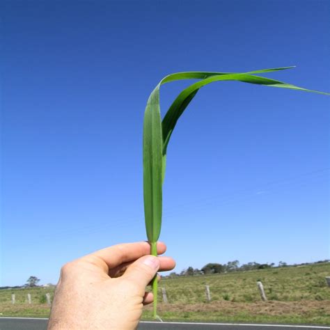 Oat Forage Information System Oregon State University