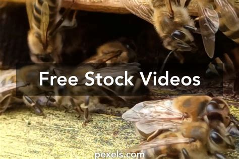 Protect The Bees Videos Download The Best Free 4k Stock Video Footage