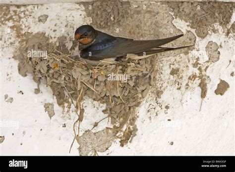 Barn Swallow Hirundo Rustica Adult Building Nest Adding Mud Nesting