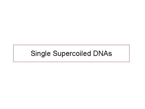 Single Supercoiled Dnas Dna Supercoiling In Vivo In