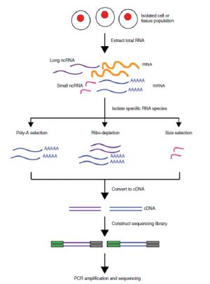 Introduction To RNA Sequencing And Analysis RNA Seq Blog