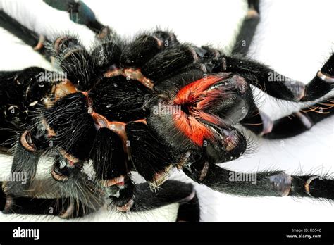 Tarantula Spider Fangs