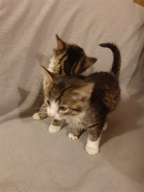 Oddam kotki w dobre ręce Dębica OLX pl