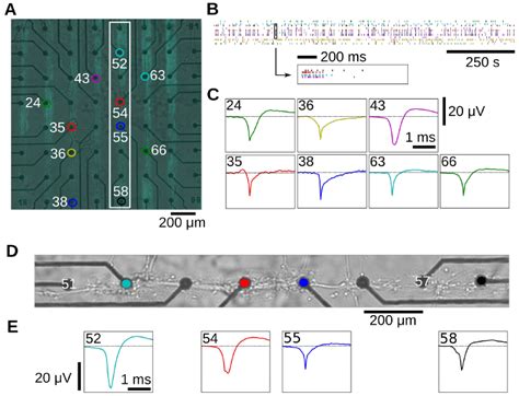 Electrical Activity Propagation In Patterned Cultures A The Download Scientific Diagram