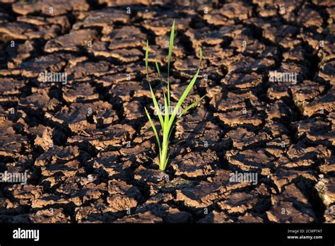 Lonely Green Sprout In Dry Cracked Ground Green Plant Growing Through Cracks In The Ground