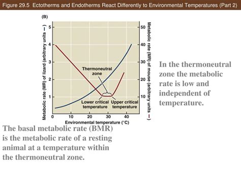 PPT Physiology Homeostasis And Temperature Regulation PowerPoint